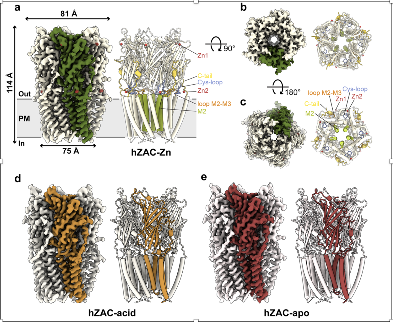 Structure of human ZAC channel | Research Communities by Springer Nature